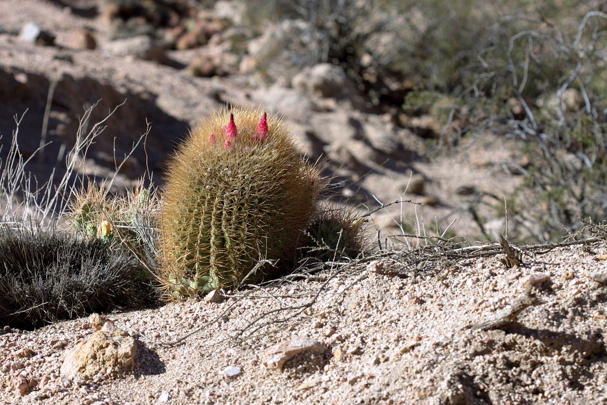 Denmoza rhodacantha – OBLOG