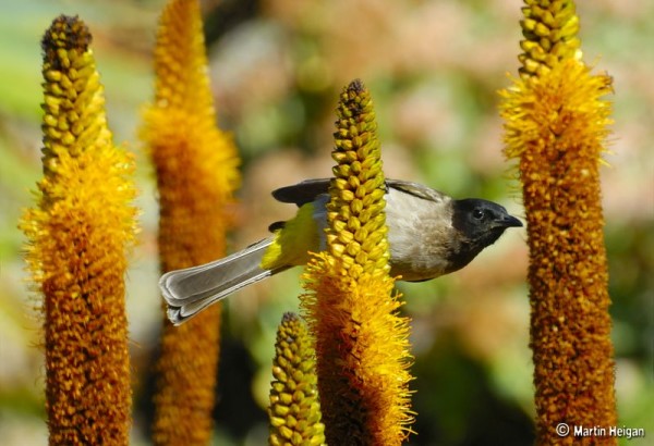 An Aloe with Bitter Nectar Attracts Specific Birds – OBLOG