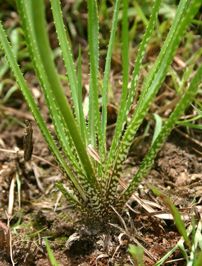 Grass Aloes – OBLOG