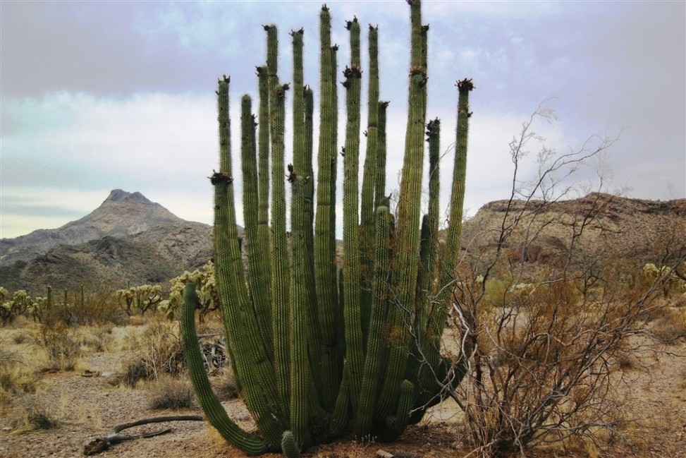 Cactus Shapes – OBLOG