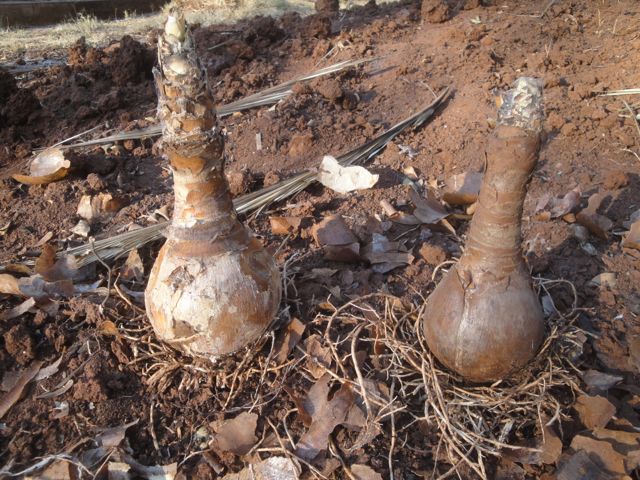 Crinum bulbs, pacificbulbsocieity.org – OBLOG