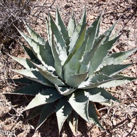 Nurse Plant Hilaria rigida and Agave deserti – OBLOG