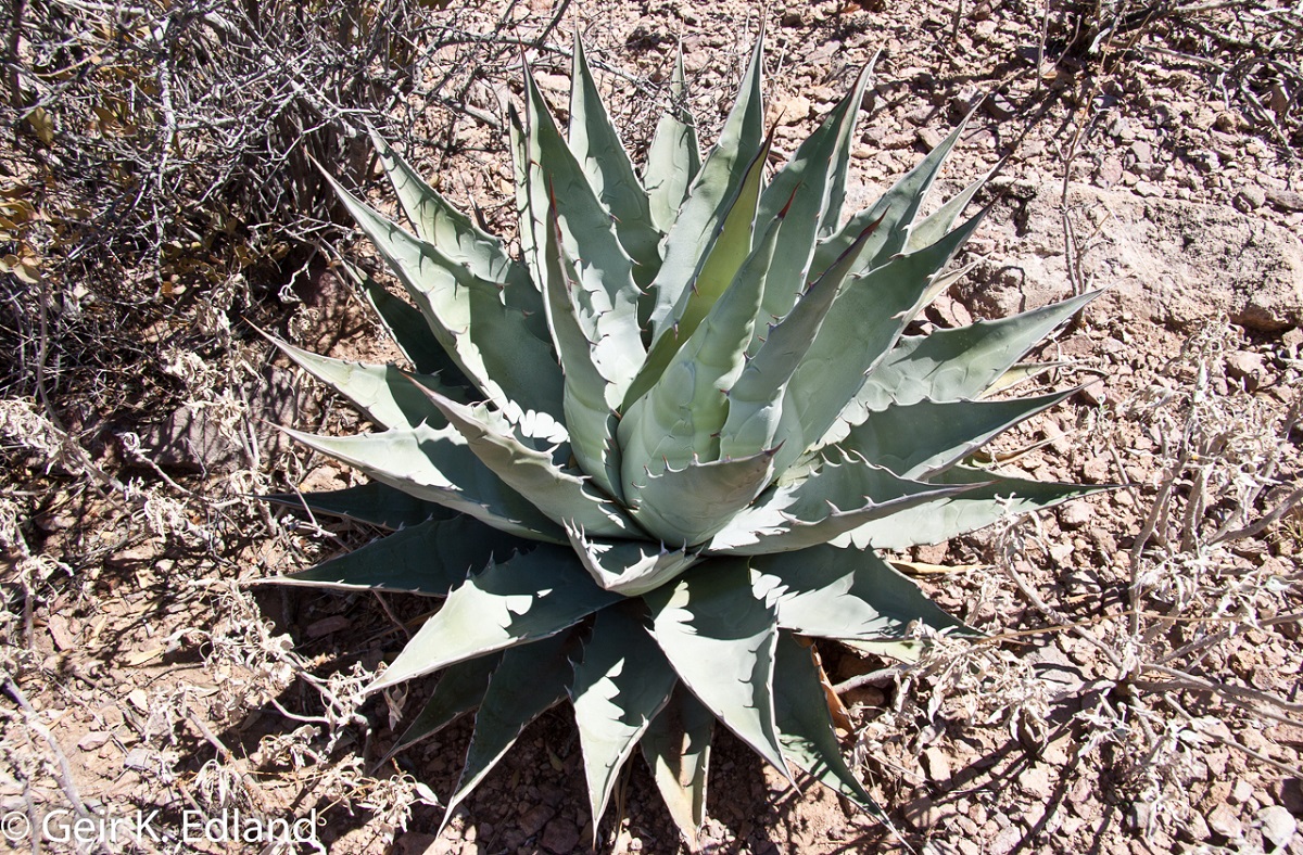 Agave deserti, Geir K Edlund – OBLOG