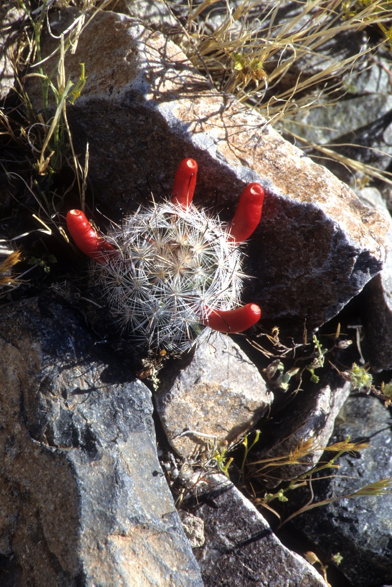 Mammillaria tetrancistra, Scott Zona – OBLOG
