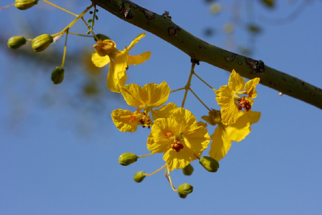 Cercidium microphyllum, Patrick Alexander – OBLOG