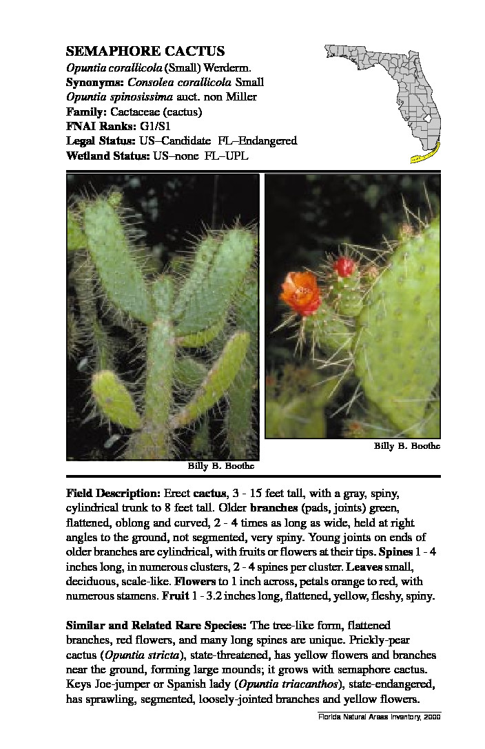 Florida Semaphore Cactus