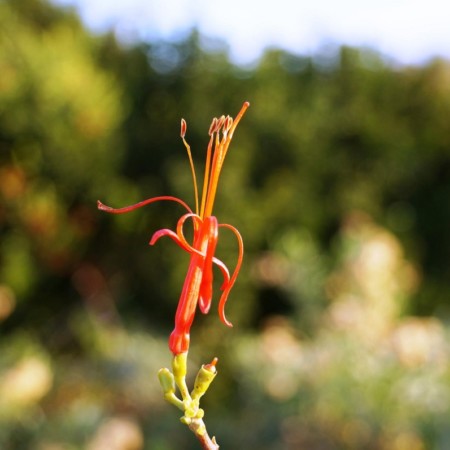 Tristerix aphyllus, Cactus Mistletoe – OBLOG