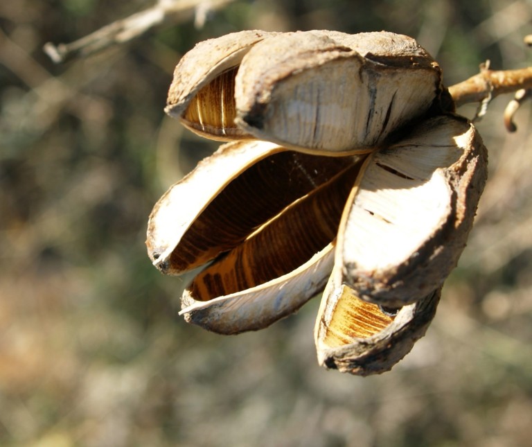 Yucca seed pod, Aiden Grey – OBLOG