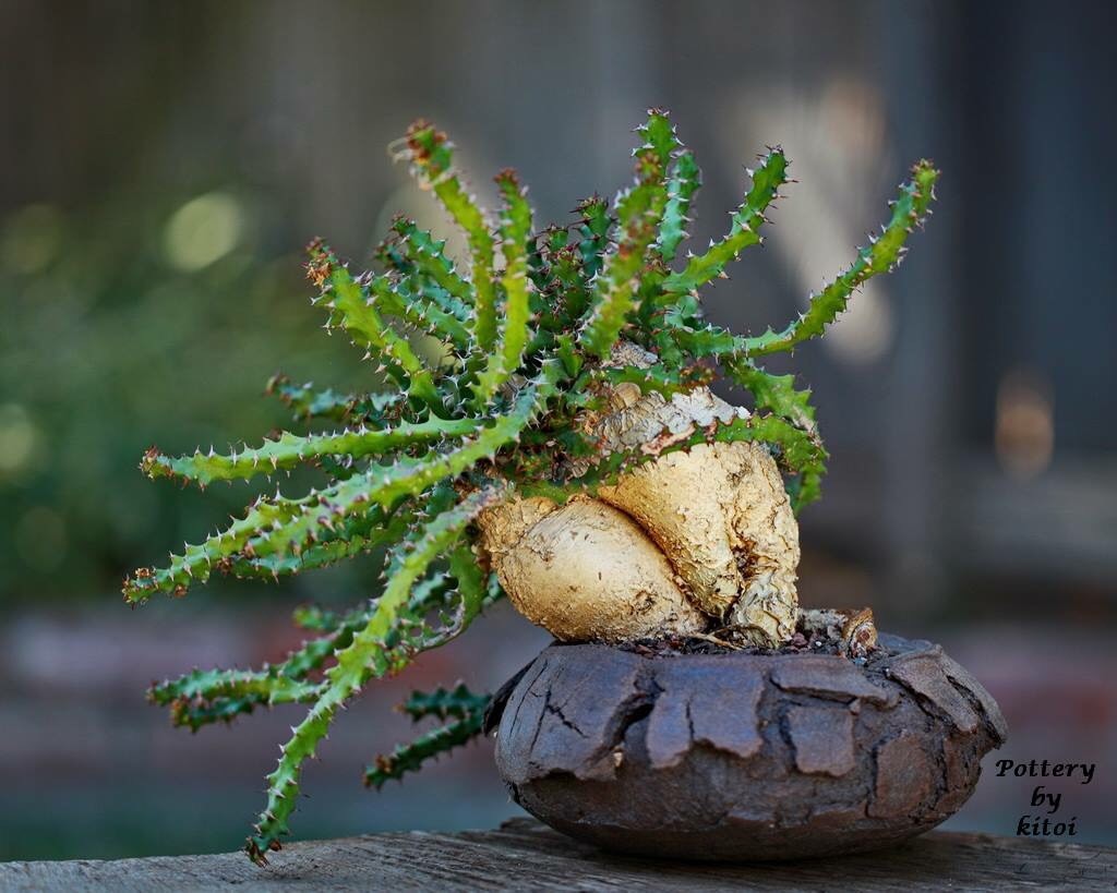 Caduciform plant in culture – OBLOG