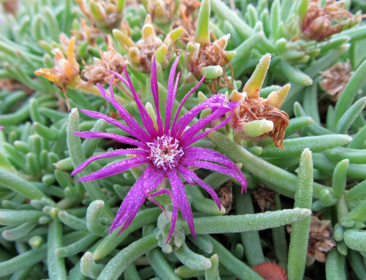 Delosperma speccies – OBLOG