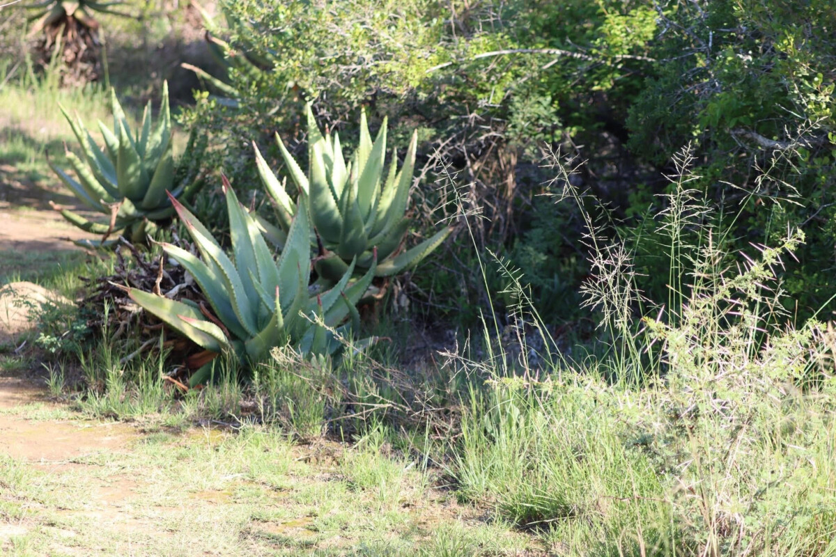 Aloe ferox – OBLOG