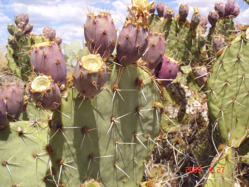 Cactoideae and Opuntiodeae – OBLOG